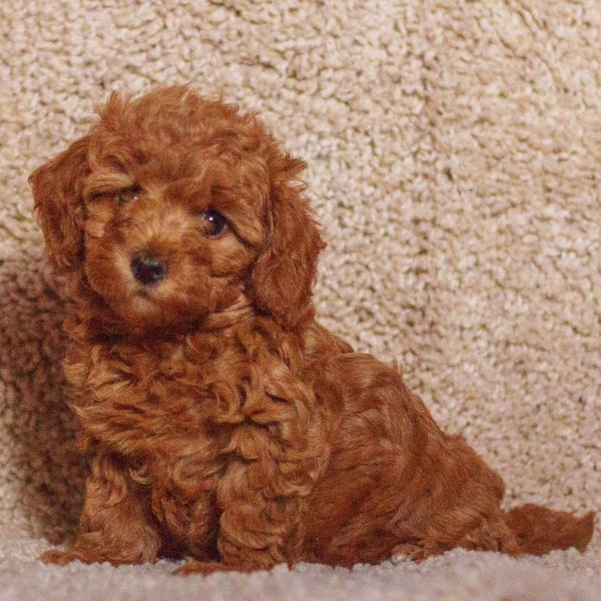 Мальтипу, щенок