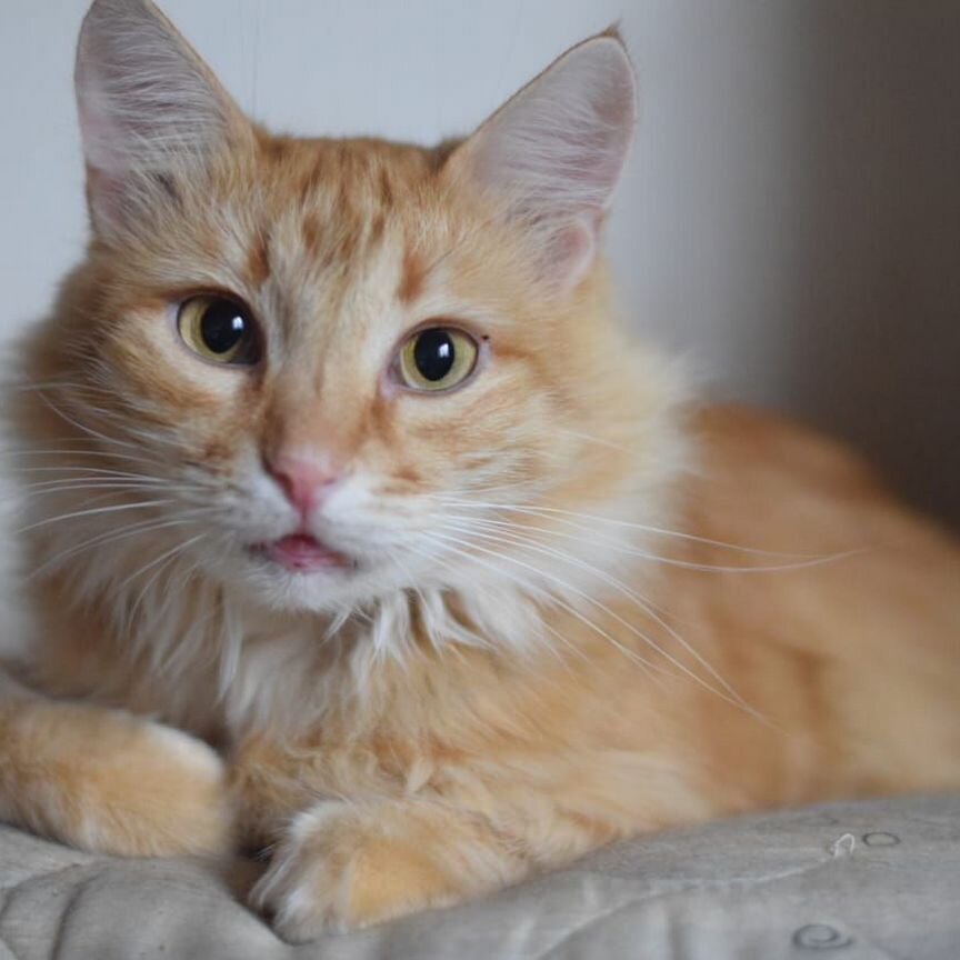 Пуся ищет дом