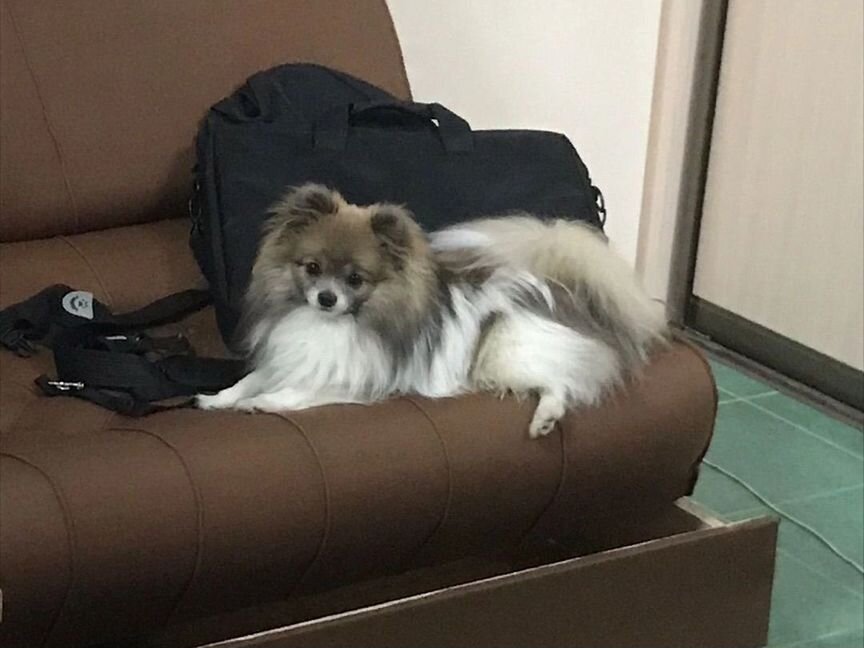 Померанский шпиц мини