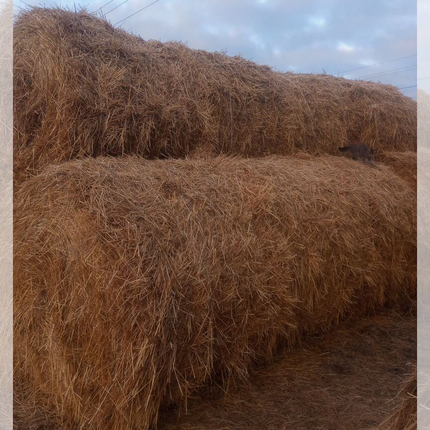 Солома овсянная