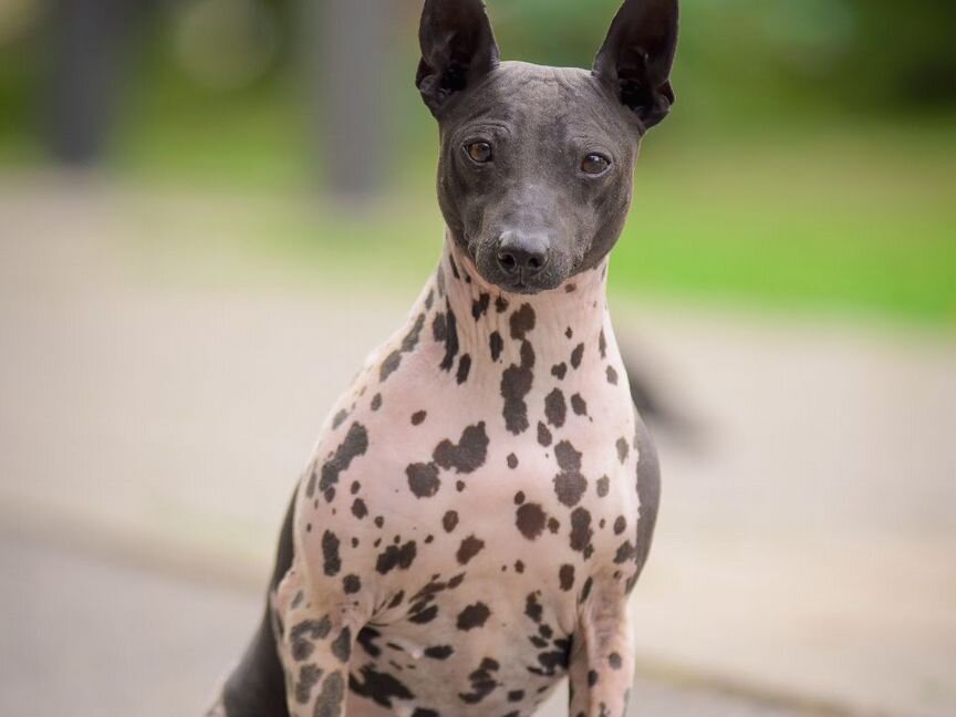 Американский голый терьер