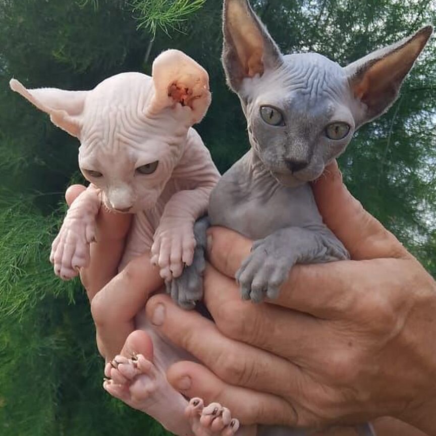 Канадский сфинкс котенок