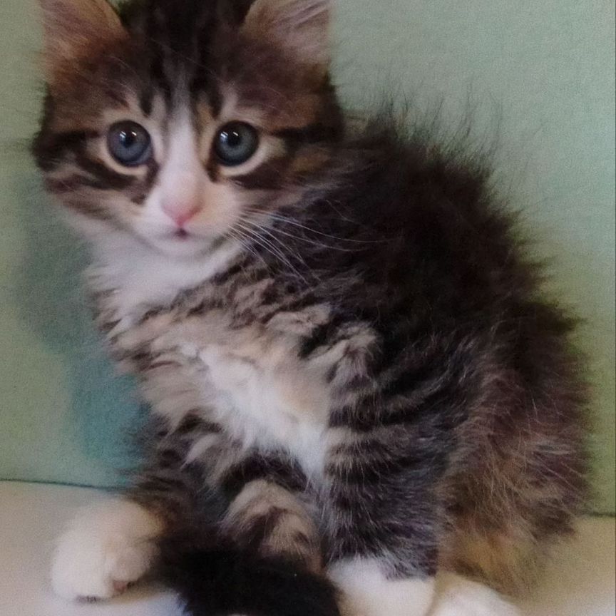 Сибирские котята