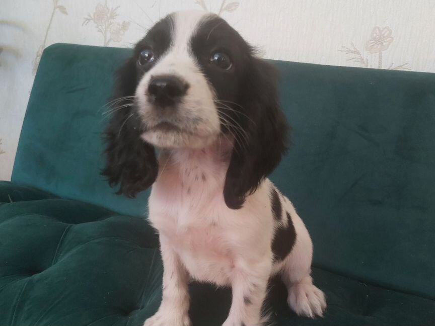 Щенки русского спаниеля