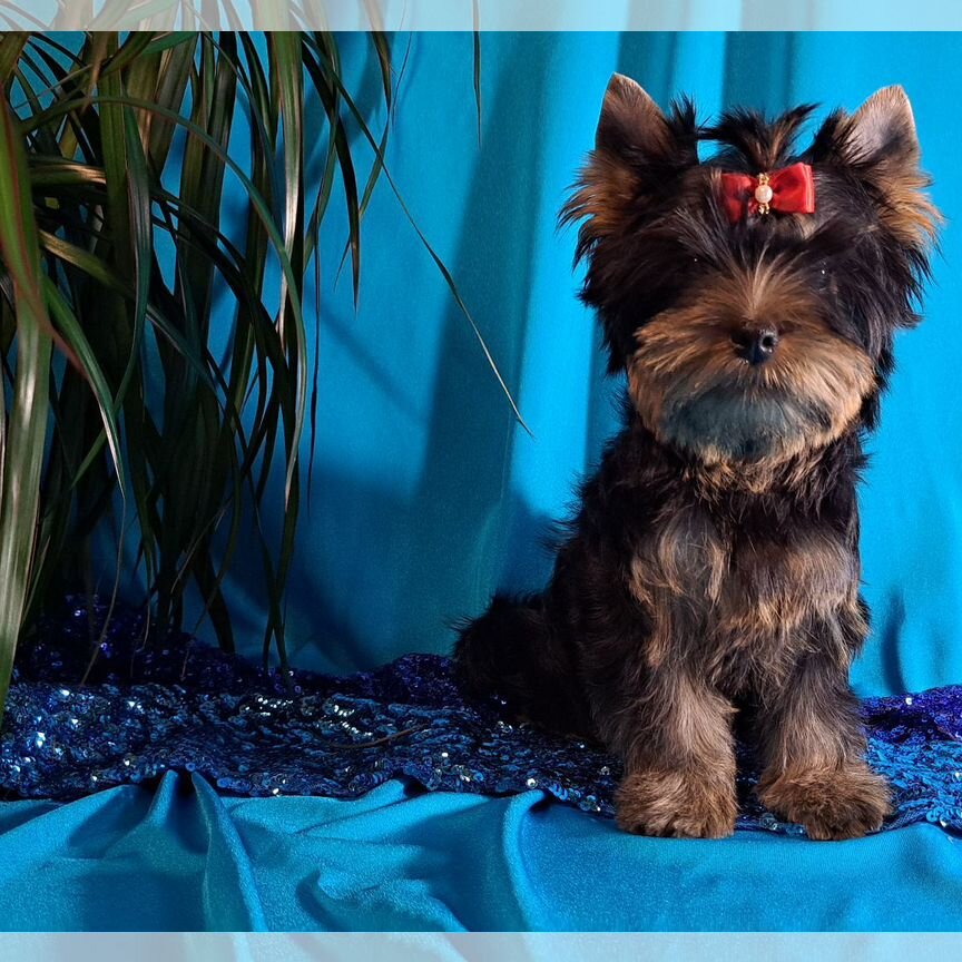 Йоркширский терьер, щенок