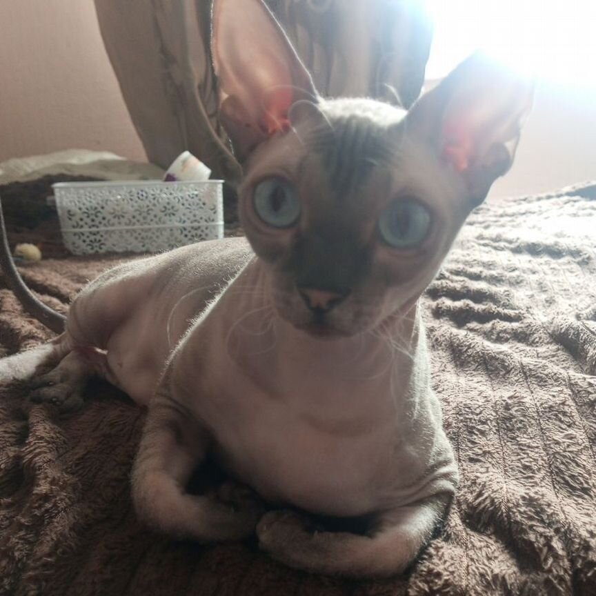 Вязка кошечки браша
