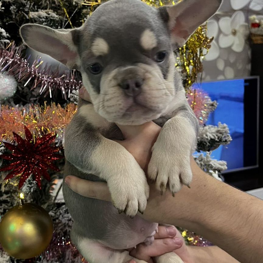 Французский бульдог, щенок