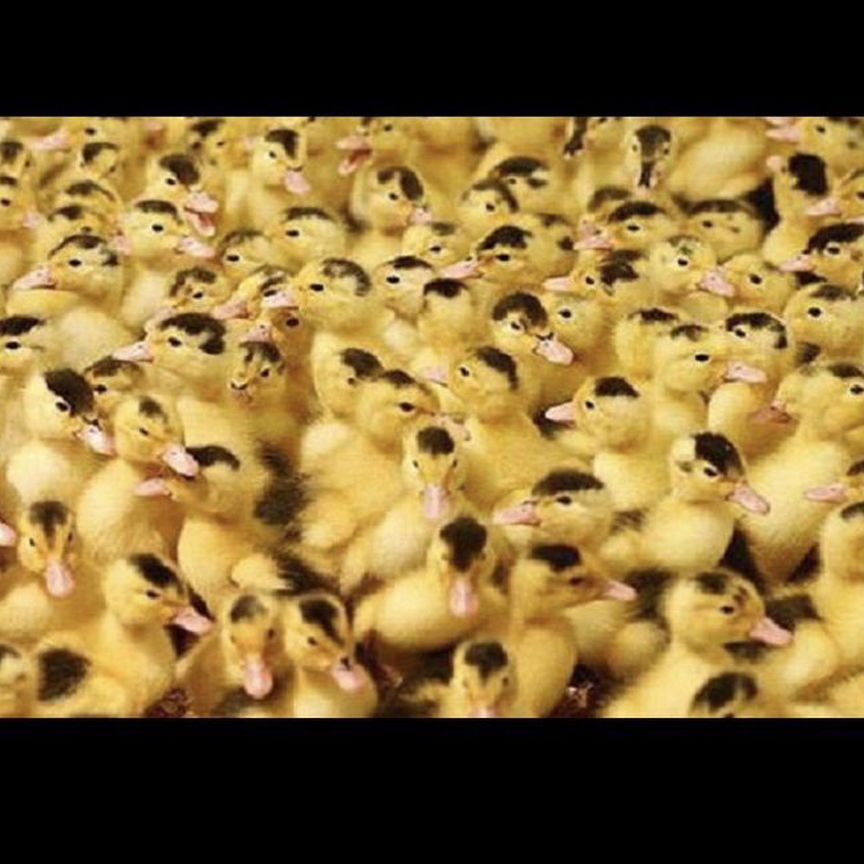 Утята мулард, гусята серый крупный