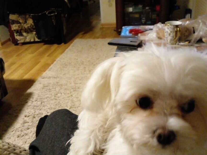 Мальтезе вязка(случка)