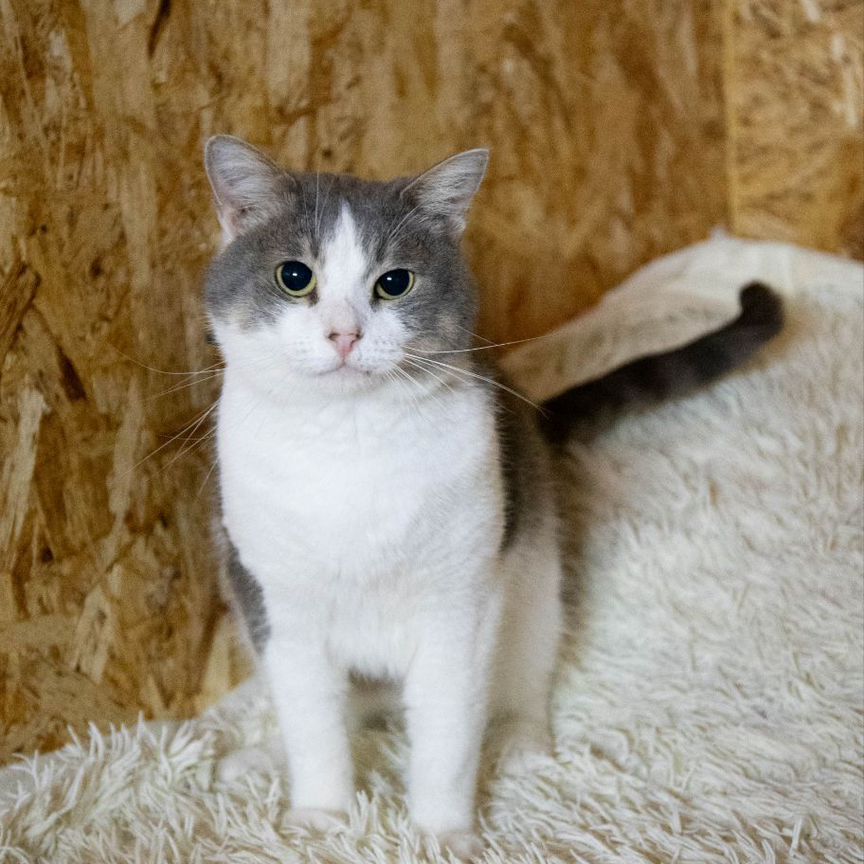 Котик Борис ищет дом