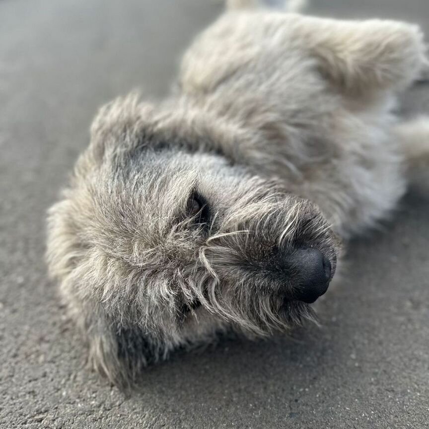 Собака в добрые руки