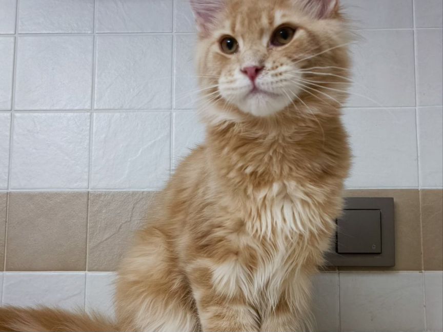 Котенок Мейн-Кун