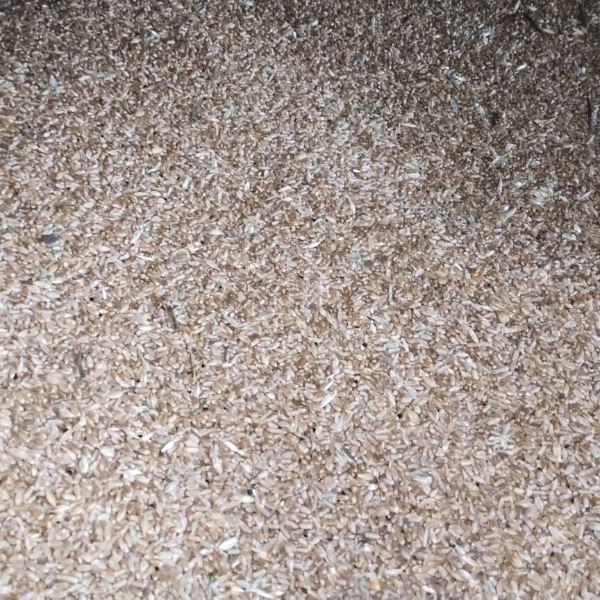 Мягкая пшеница