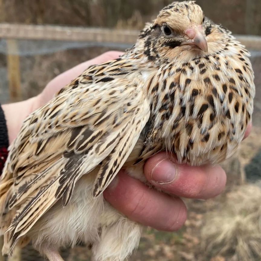 Перепела широкий выбор
