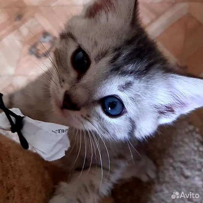 Котята с леса
