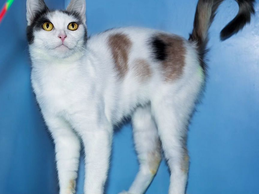 Котенок Вафля