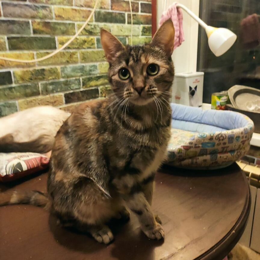 Кошечка в поисках дома