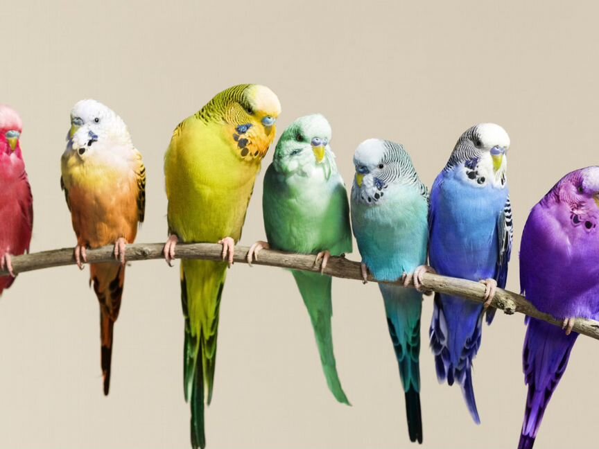 Волнистый попугай