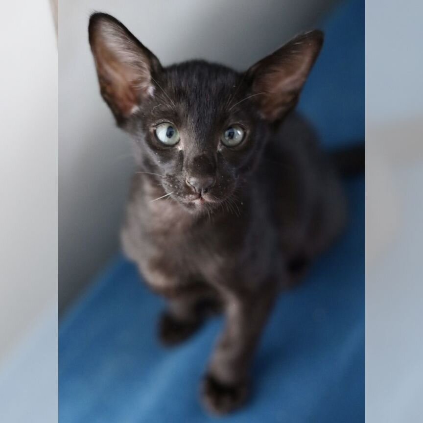 Ориентальный котёнок