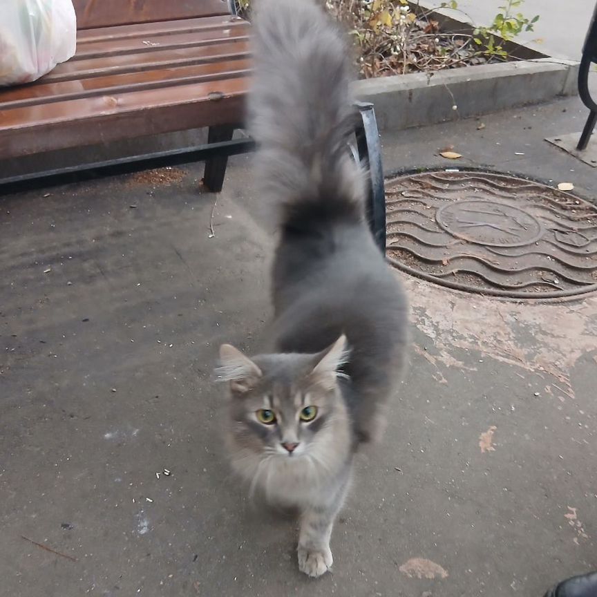 Взрослая, Девочка кошка в добрые руки