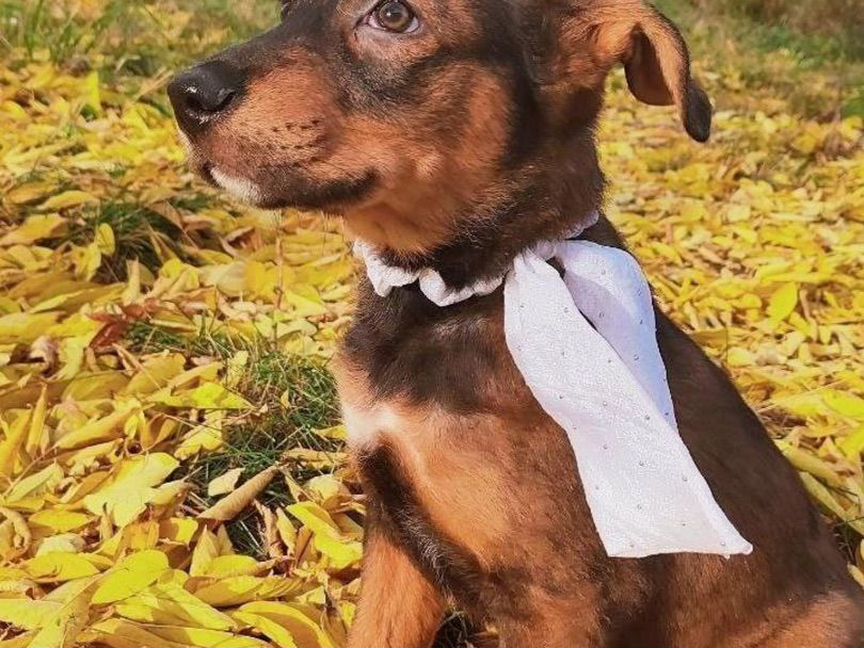 Малышка овчарки