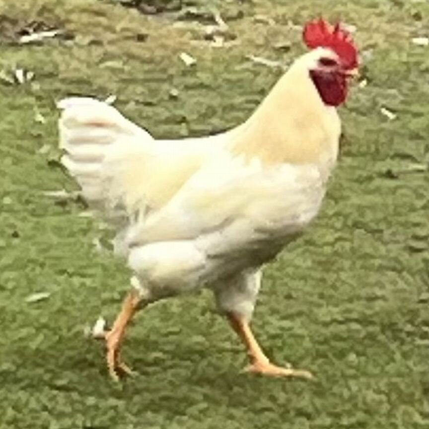 Молодые петухи домашние