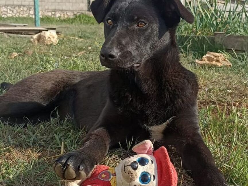 Щенки помесь ризеншнауцера