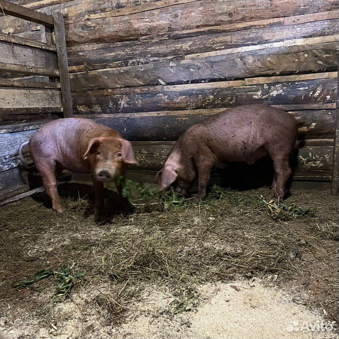 Поросята дюрок