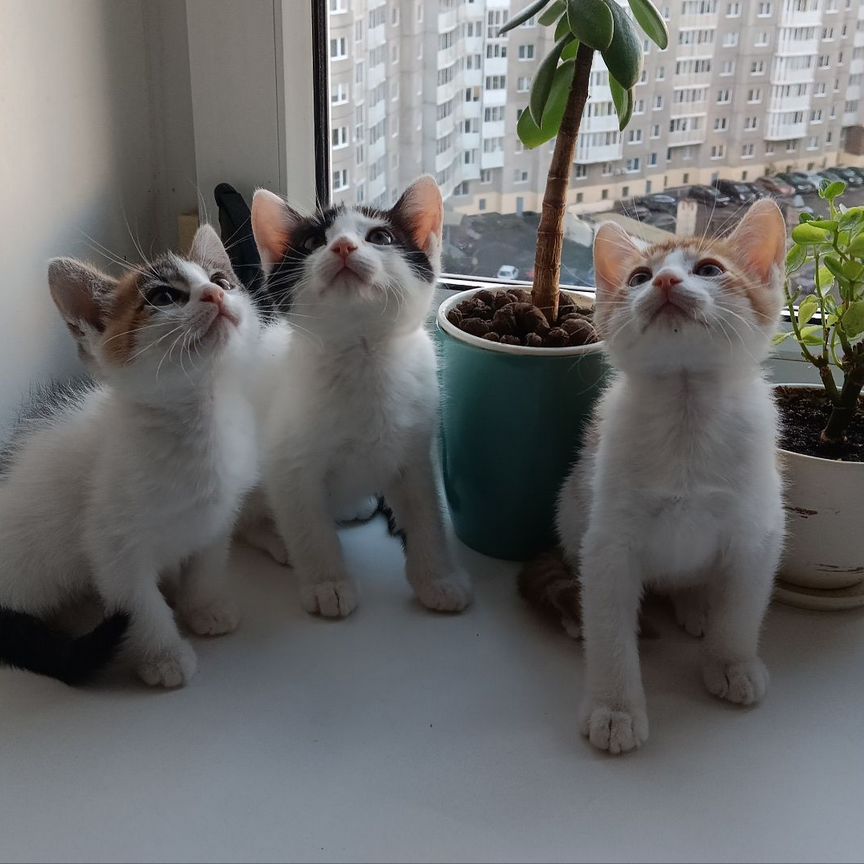 Котята 2 месяца 3 шт