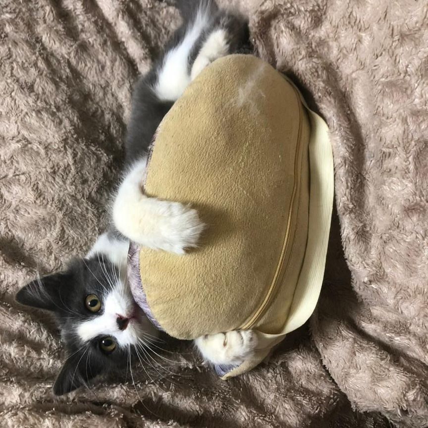 Котенок в добрые руки