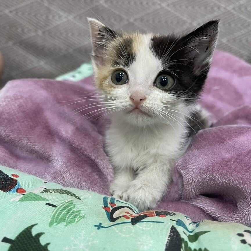 Котёнок (кошечка), 2 месяца