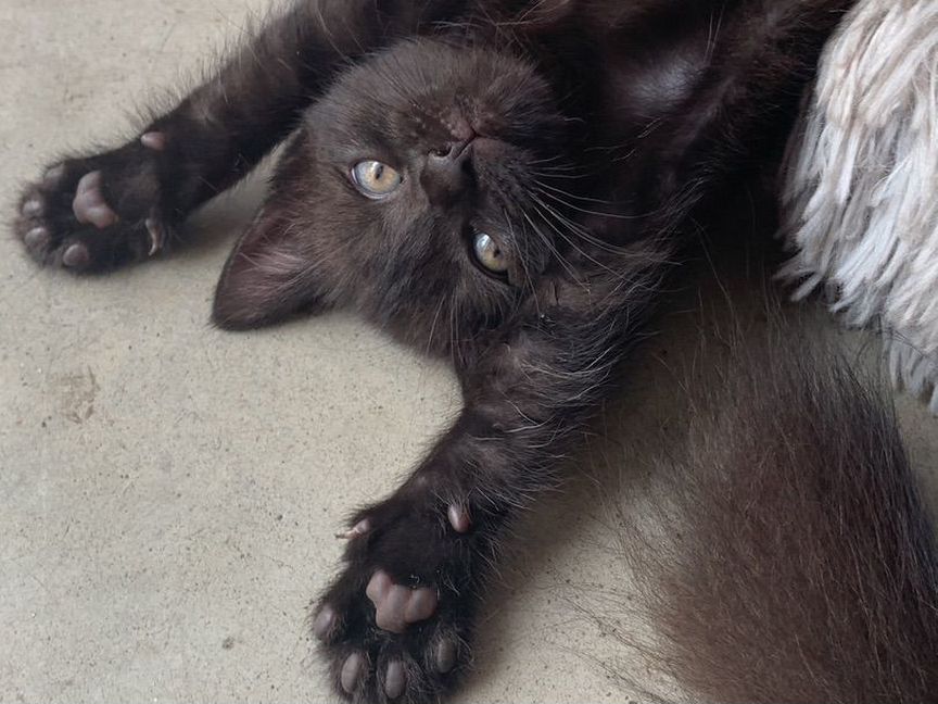 Котята в добрые руки бесплатно