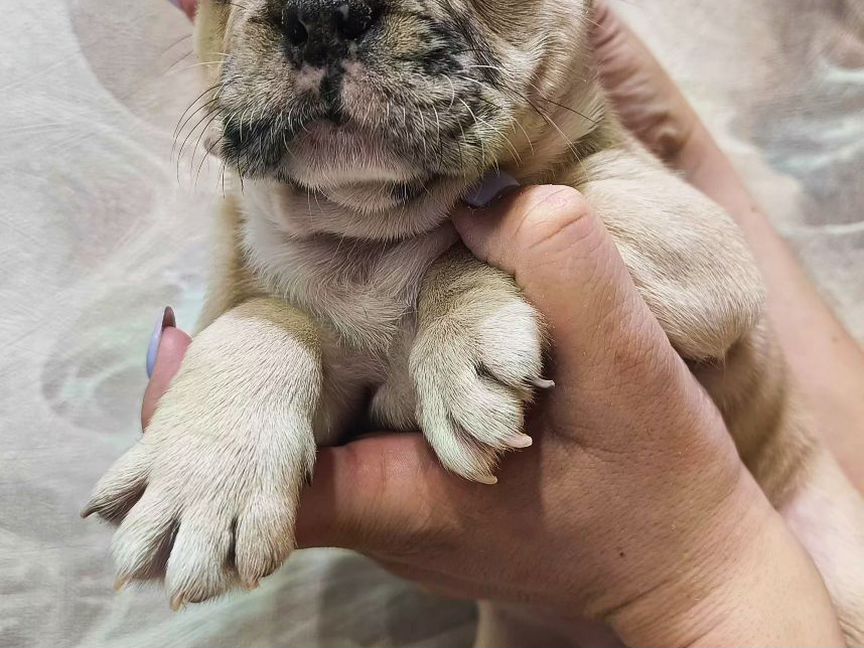 Французский бульдог