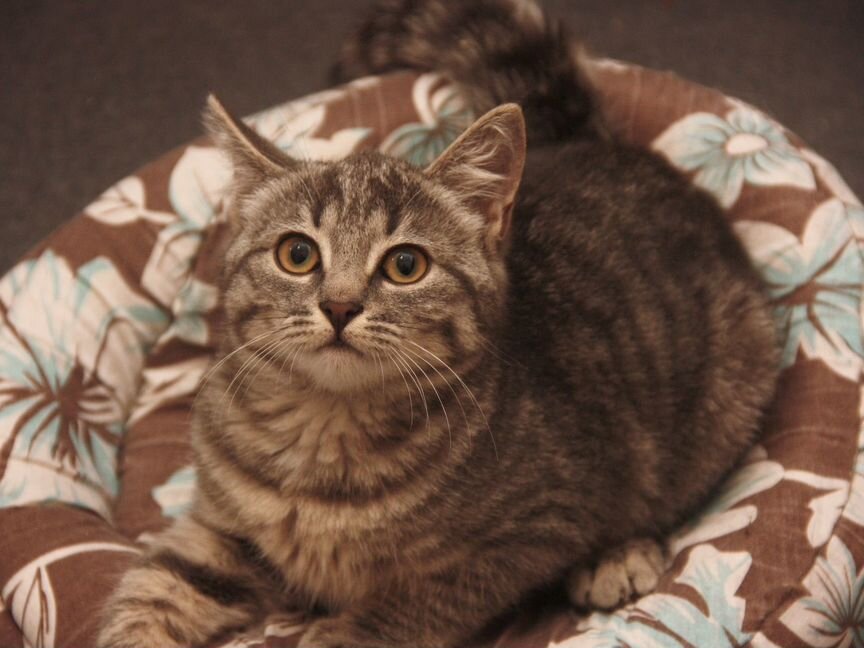 Котенок девочка 6 мес