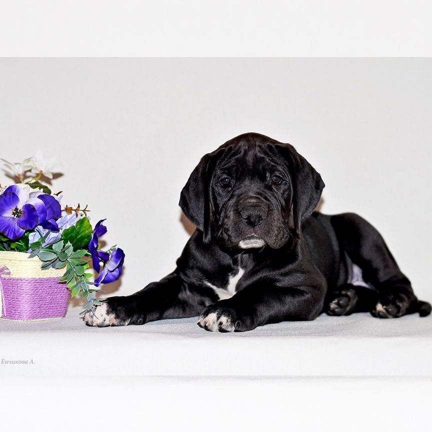 Шикарные щенки немецкого дога