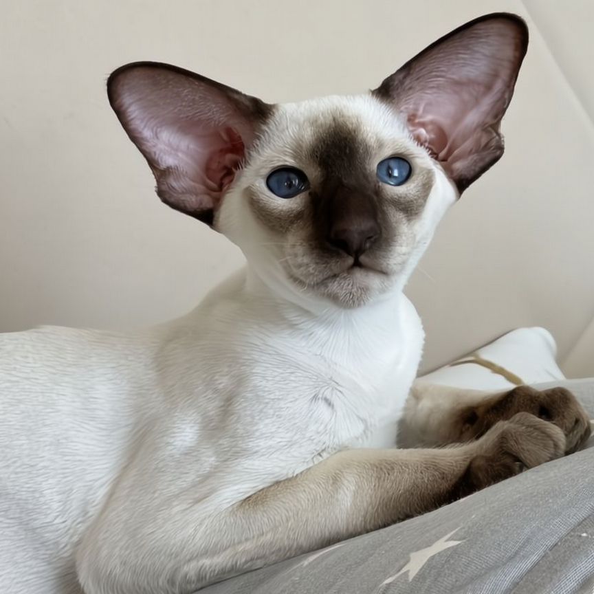 Ориентальный котёнок