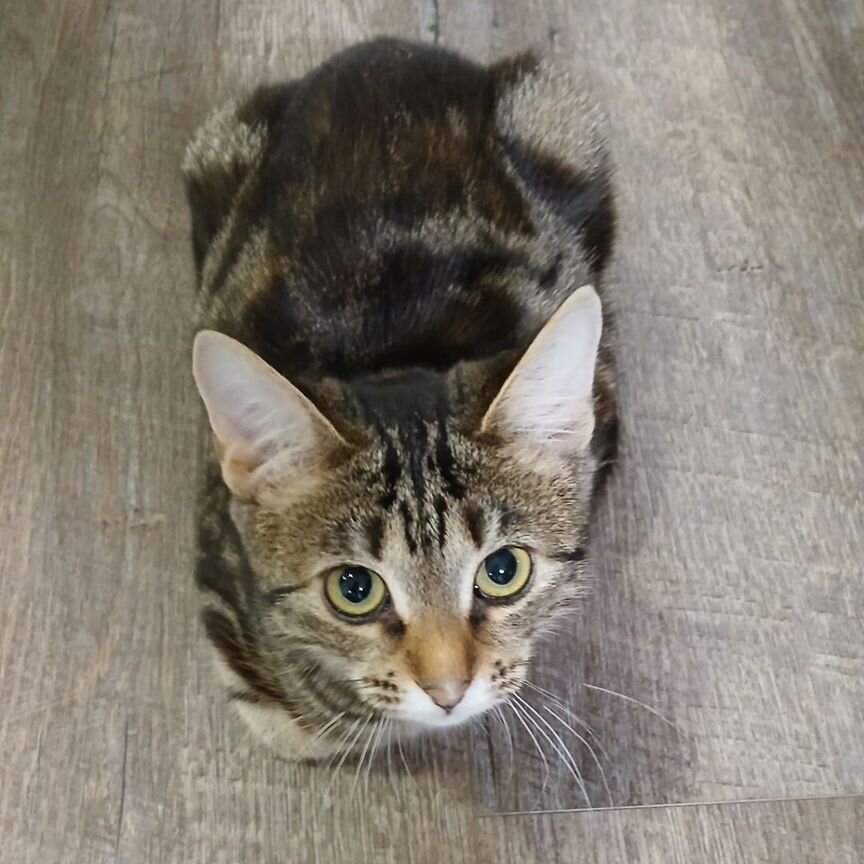 Котенок девочка