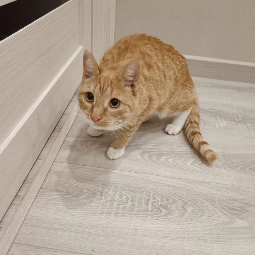 Кошка Аврора