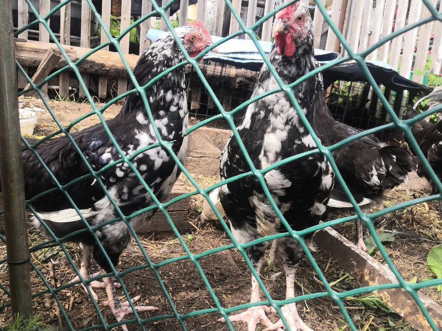 Молодые петухи