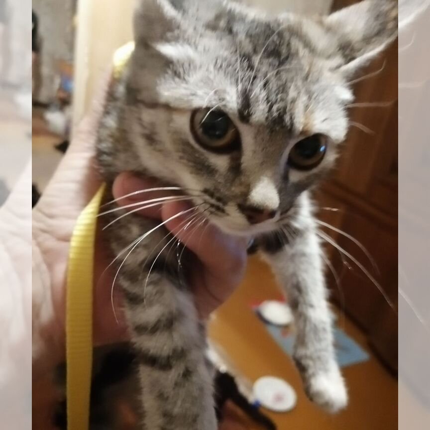 Кошка очень нужен дом