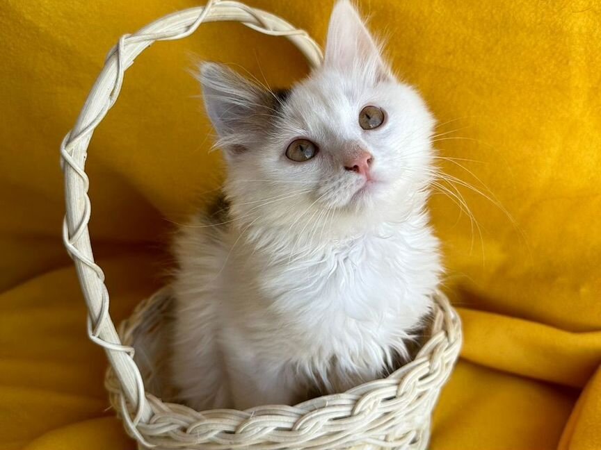 Котенок из приюта
