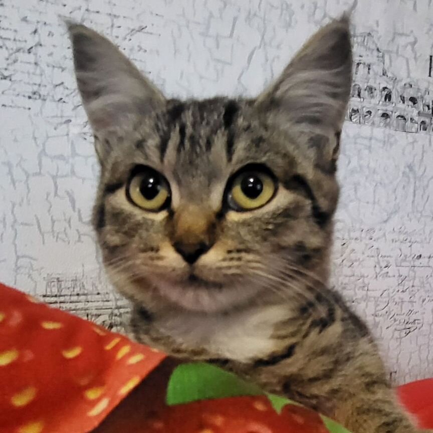 Котенок 3 месяца девочка