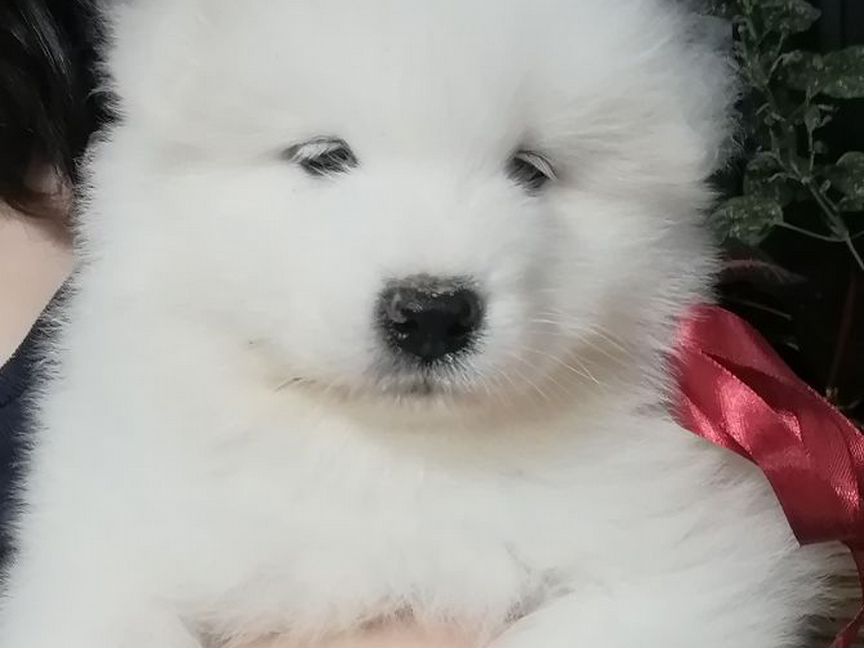 Самоедская лайка щенки