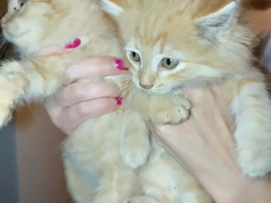 Кошки в добрые руки бесплатно