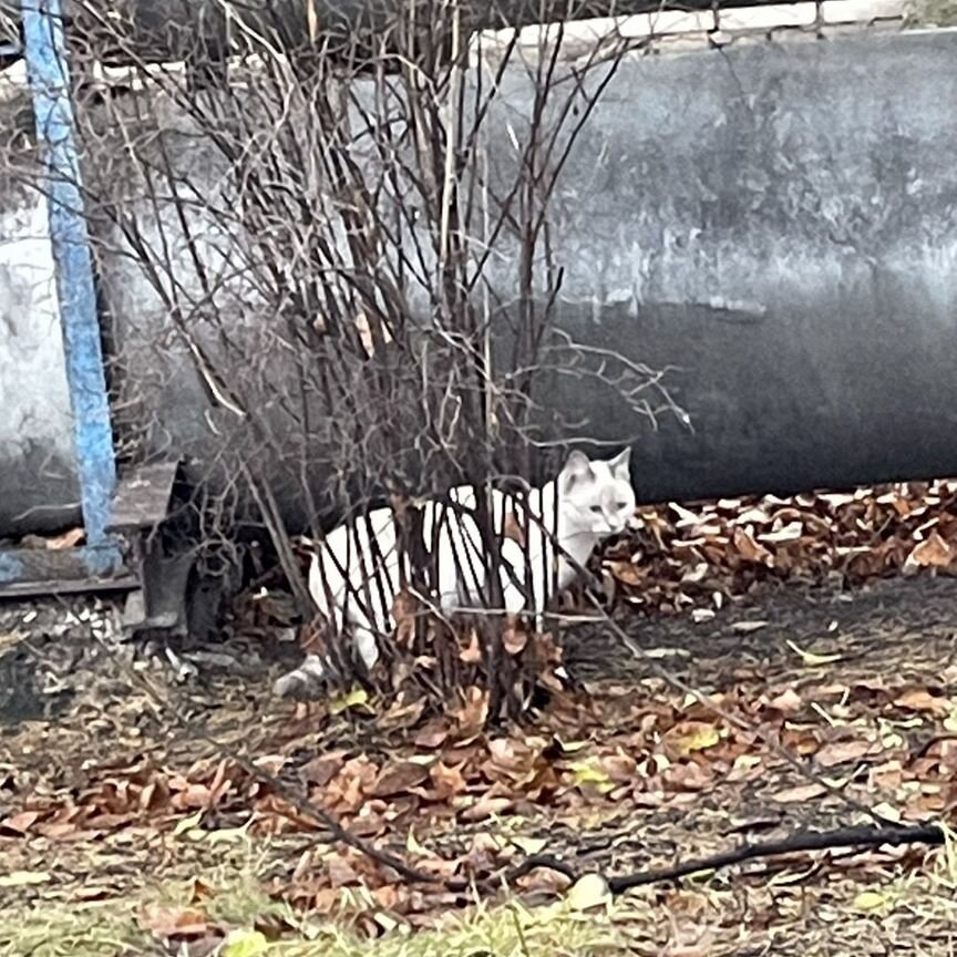 Котик с завода