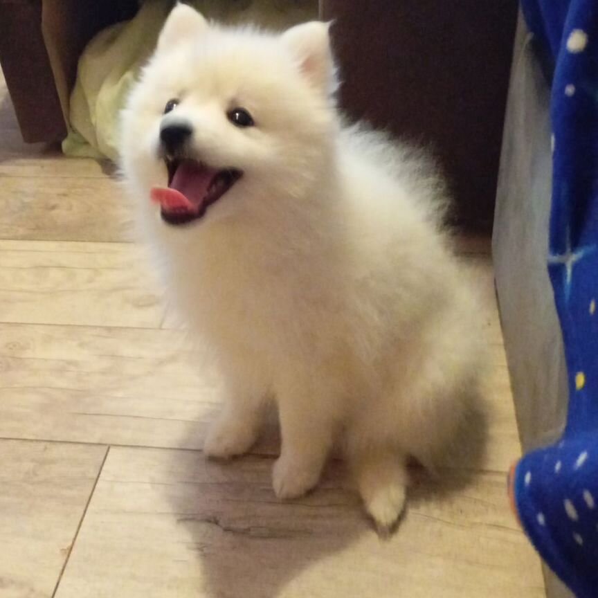 Японский шпиц, щенок