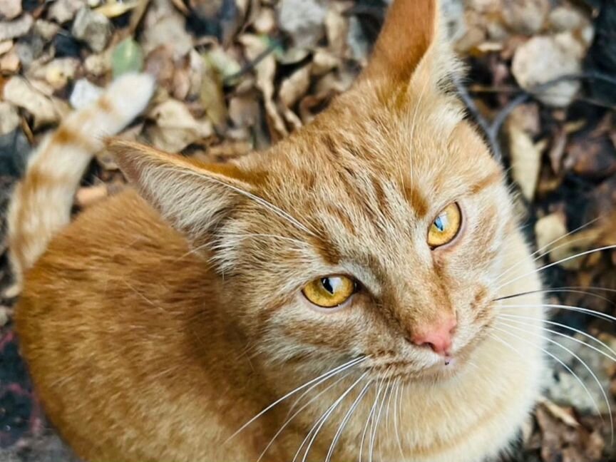 Рыжий котик