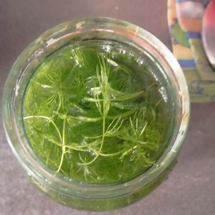 Роголистник