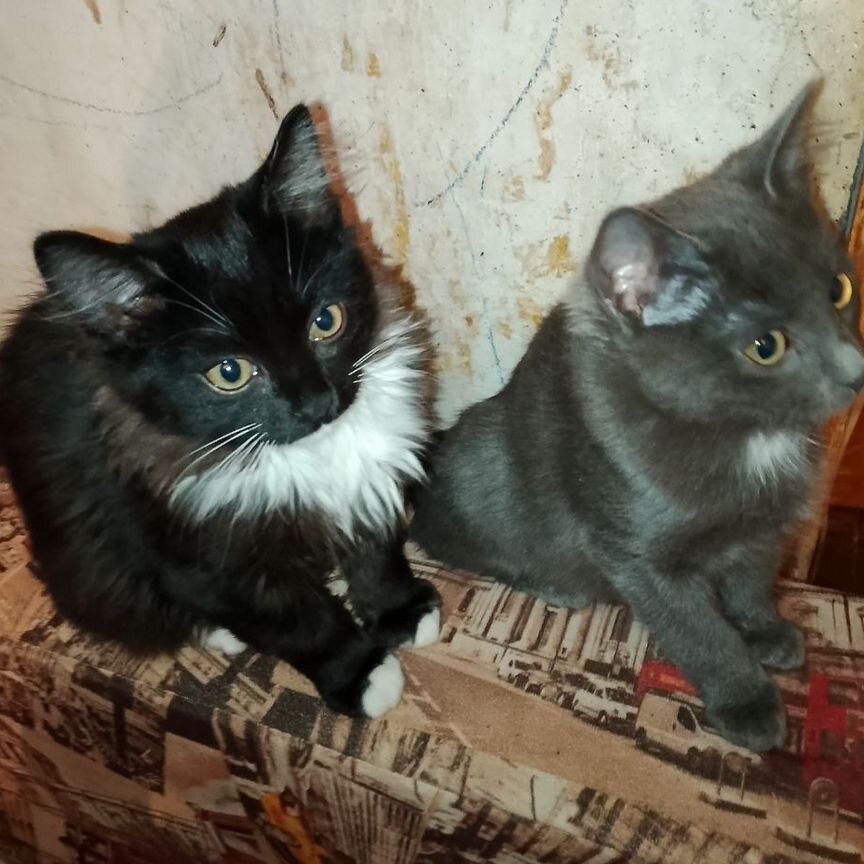 Котёнок в добрые руки