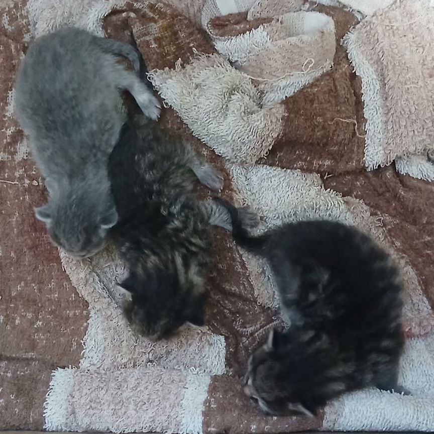 Котёнок в добрые руки